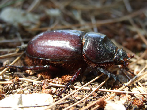 รูปภาพOryctes – เลือกดูภาพถ่ายสต็อก เวกเตอร์ และวิดีโอ1,491 | Adobe Stock