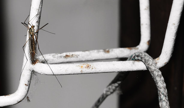 Gelse Bilder – Durchsuchen 572 Archivfotos, Vektorgrafiken und Videos ...