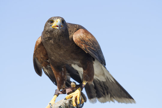 รูปภาพBusard – เลือกดูภาพถ่ายสต็อก เวกเตอร์ และวิดีโอ205 | Adobe Stock