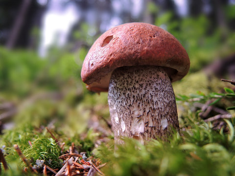Rotkappe bilder – Bläddra bland 267 stockfoton, vektorer och videor ...