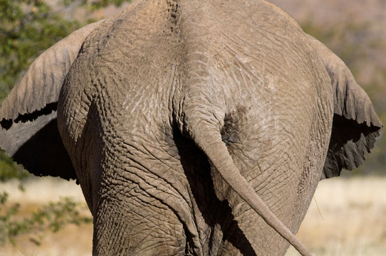 Elephant Bottom Bilder – Durchsuchen 3,664 Archivfotos, Vektorgrafiken ...