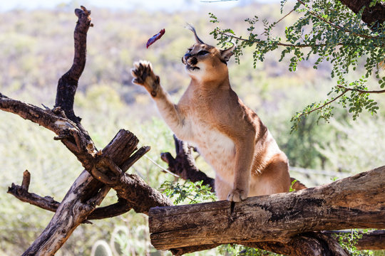 รูปภาพKarakal – เลือกดูภาพถ่ายสต็อก เวกเตอร์ และวิดีโอ308 | Adobe Stock