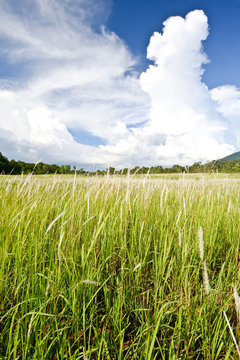 "Cogon Grass" Images – Browse 14,525 Stock Photos, Vectors, and Video ...