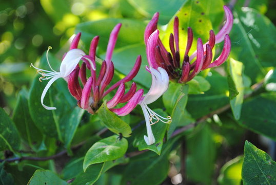 รูปภาพLonicera – เลือกดูภาพถ่ายสต็อก เวกเตอร์ และวิดีโอ19,494 | Adobe Stock