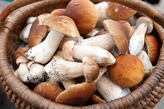 รูปภาพMushrrom – เลือกดูภาพถ่ายสต็อก เวกเตอร์ และวิดีโอ425 | Adobe Stock