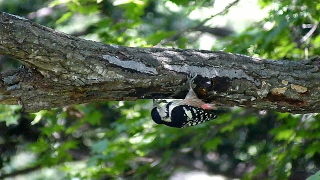 「Piciformes」の画像 - 5,964 件の Stock 写真、ベクターおよびビデオ | Adobe Stock