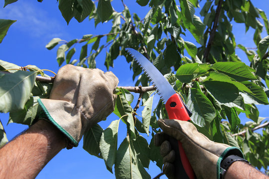 Poda Images – Browse 37 Stock Photos, Vectors, and Video | Adobe Stock