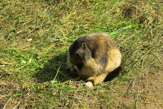 Topolone bilder – Bläddra bland 243 stockfoton, vektorer och videor ...