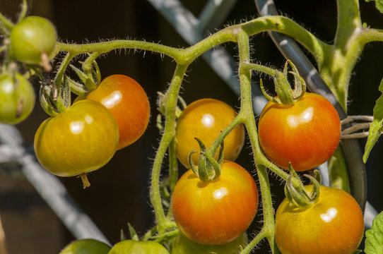 Tomatenstaude Bilder – Durchsuchen 394 Archivfotos, Vektorgrafiken und ...