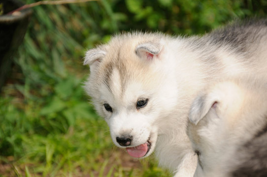 Husky-Welpe Images – Browse 53 Stock Photos, Vectors, and Video | Adobe ...