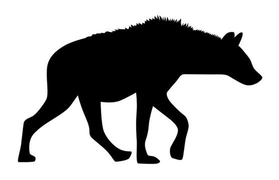 Black Hyena