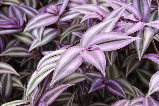 รูปภาพZebrina – เลือกดูภาพถ่ายสต็อก เวกเตอร์ และวิดีโอ920 | Adobe Stock