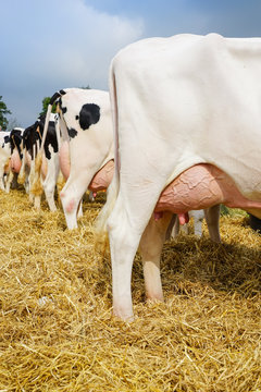 Zitze Images – Browse 138 Stock Photos, Vectors, and Video | Adobe Stock