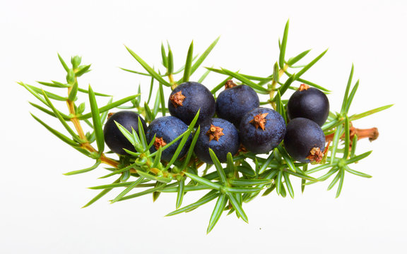 Juniper bilder – Bläddra bland 58,825 stockfoton, vektorer och videor ...