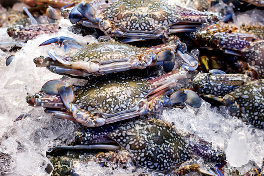 Crustaceae Images – Browse 61 Stock Photos, Vectors, and Video | Adobe ...