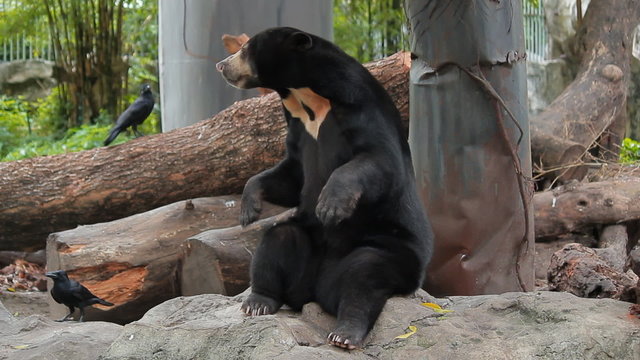 "Sun Bear" Images – Browse 2,895 Stock Photos, Vectors, and Video ...