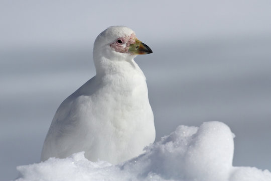 "Snowy Sheathbill" Images – Browse 472 Stock Photos, Vectors, and Video ...