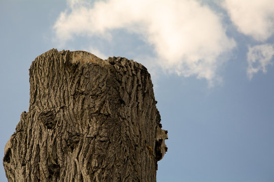 Bacrk Images – Browse 1 Stock Photos, Vectors, and Video | Adobe Stock