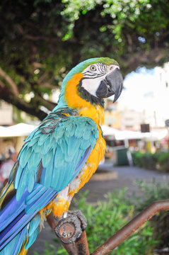 Papagallo Images – Browse 73 Stock Photos, Vectors, and Video | Adobe Stock