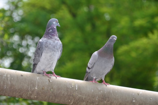 Zuchttauben bilder – Bläddra bland 147 stockfoton, vektorer och videor ...