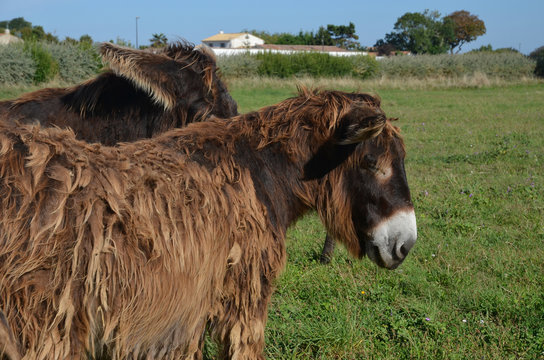 รูปภาพ"Baudet Du Poitou" – เลือกดูภาพถ่ายสต็อก เวกเตอร์ และวิดีโอ649 ...