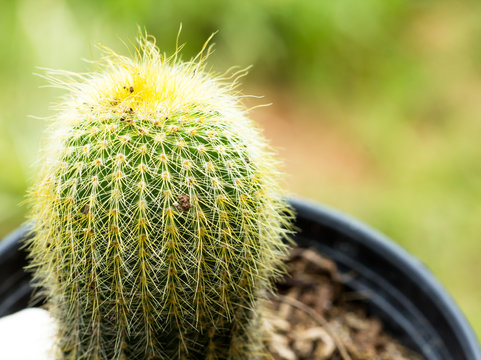 Cactas Images – Browse 24 Stock Photos, Vectors, and Video | Adobe Stock