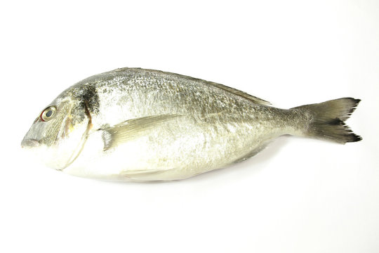 "Dorade Box" Bilder – Durchsuchen 845 Archivfotos, Vektorgrafiken und ...