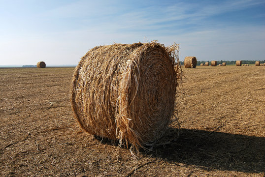 รูปภาพFoin – เลือกดูภาพถ่ายสต็อก เวกเตอร์ และวิดีโอ8,222 | Adobe Stock