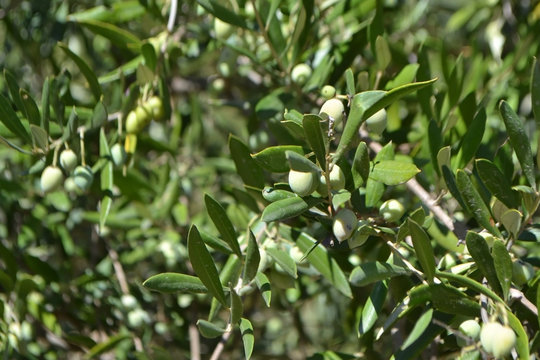 รูปภาพOliv – เลือกดูภาพถ่ายสต็อก เวกเตอร์ และวิดีโอ2,268 | Adobe Stock