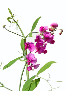 Wicken Images – Parcourir 653 le catalogue de photos, vecteurs et ...