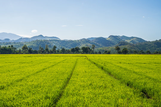 Contoh Padi Huma Di Sarawak - BethanyrtBerry