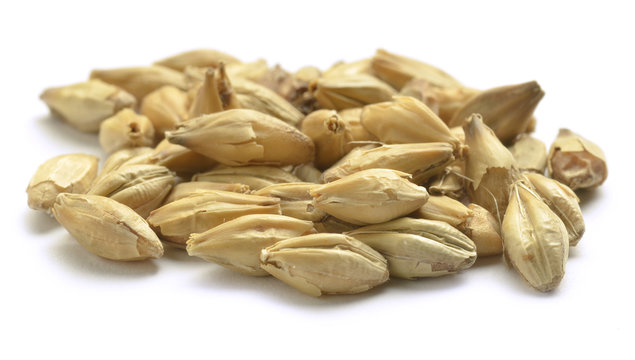 「Caryopse」の画像 - 21,452 件の Stock 写真、ベクターおよびビデオ | Adobe Stock