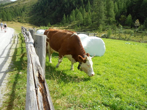 รูปภาพBruca – เลือกดูภาพถ่ายสต็อก เวกเตอร์ และวิดีโอ183 | Adobe Stock