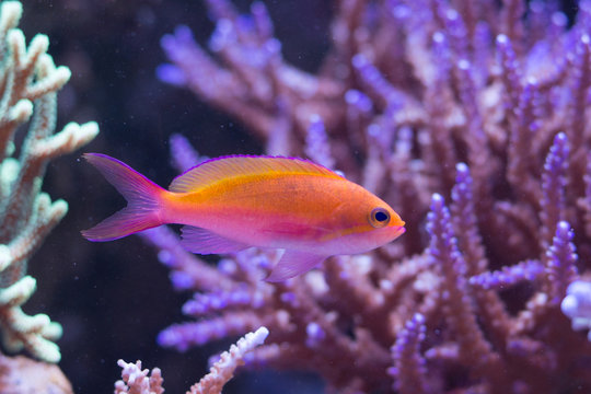 รูปภาพJewfish – เลือกดูภาพถ่ายสต็อก เวกเตอร์ และวิดีโอ259 | Adobe Stock