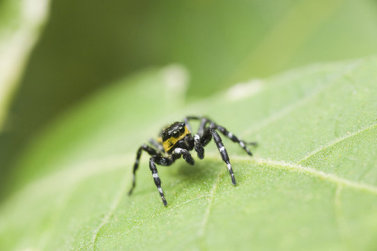 รูปภาพPapa-Mosca – เลือกดูภาพถ่ายสต็อก เวกเตอร์ และวิดีโอ18 | Adobe Stock