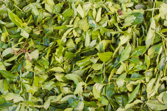 Plantasyon photos, royalty-free images, graphics, vectors & videos ...