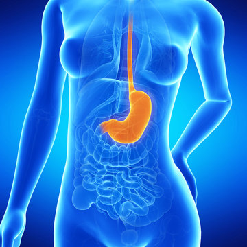 รูปภาพGullet – เลือกดูภาพถ่ายสต็อก เวกเตอร์ และวิดีโอ3,483 | Adobe Stock