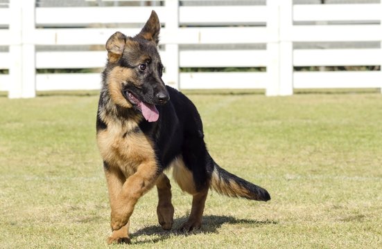 Shorthaired German Shepherd Images – Browse 297 Stock Photos, Vectors ...