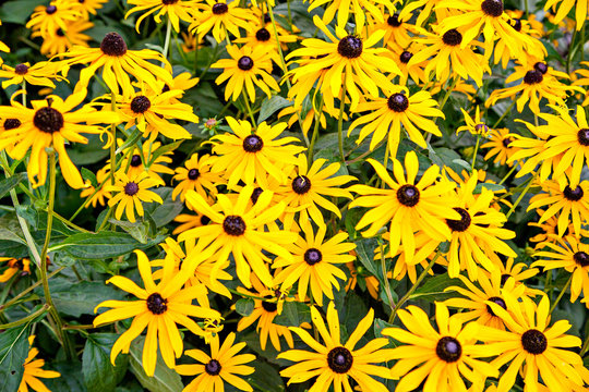 Susan Bilder – Durchsuchen 8,965 Archivfotos, Vektorgrafiken und Videos ...