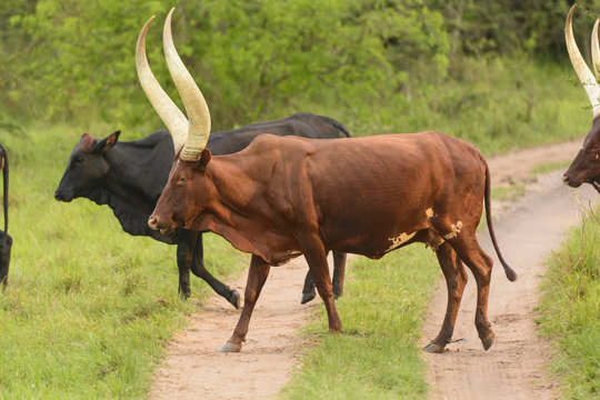 Ankole Raw Meat