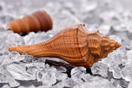 รูปภาพMuszla – เลือกดูภาพถ่ายสต็อก เวกเตอร์ และวิดีโอ3,648 | Adobe Stock