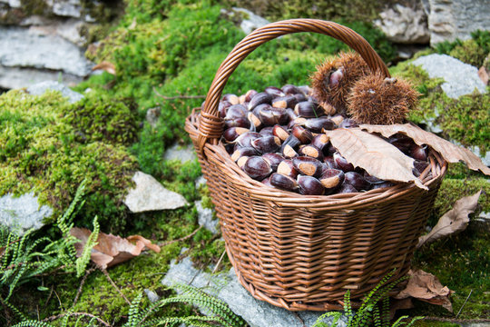 "Frutta Invernale" Bilder – Durchsuchen 74 Archivfotos, Vektorgrafiken ...