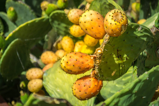 รูปภาพKaktusfrucht – เลือกดูภาพถ่ายสต็อก เวกเตอร์ และวิดีโอ535 | Adobe ...