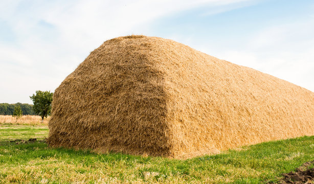 Straw-Colour Images – Browse 63 Stock Photos, Vectors, and Video ...