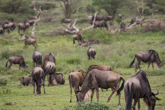 「Gnus」の写真素材 | 3,522件の無料イラスト画像 | Adobe Stock