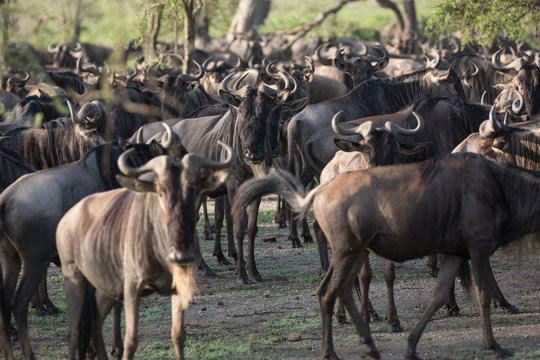 「Gnus」の画像 - 2,515 件の Stock 写真、ベクターおよびビデオ | Adobe Stock