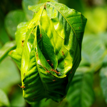 "Fire Ants" Images – Browse 13,776 Stock Photos, Vectors, and Video | Adobe Stock