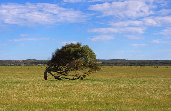 "Leaning Tree" Images – Browse 188 Stock Photos, Vectors, and Video ...