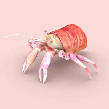 「Adamsia」の写真素材 | 25件の無料イラスト画像 | Adobe Stock