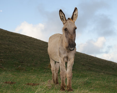 รูปภาพAsino – เลือกดูภาพถ่ายสต็อก เวกเตอร์ และวิดีโอ5,121 | Adobe Stock
